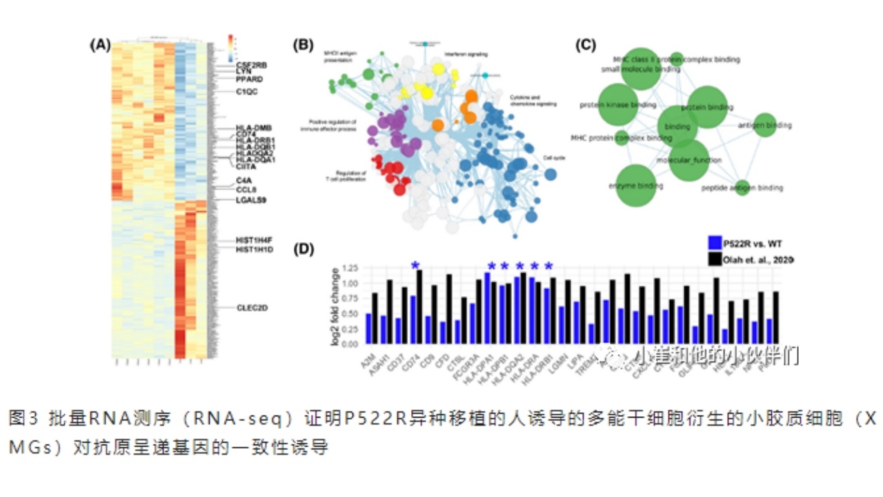PLCG2突变通过促进小胶质细胞抗原呈递能力降低AD风险_阿尔茨海默病