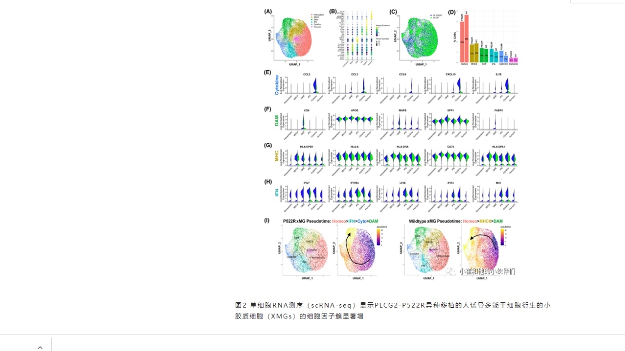PLCG2突变通过促进小胶质细胞抗原呈递能力降低AD风险_阿尔茨海默病