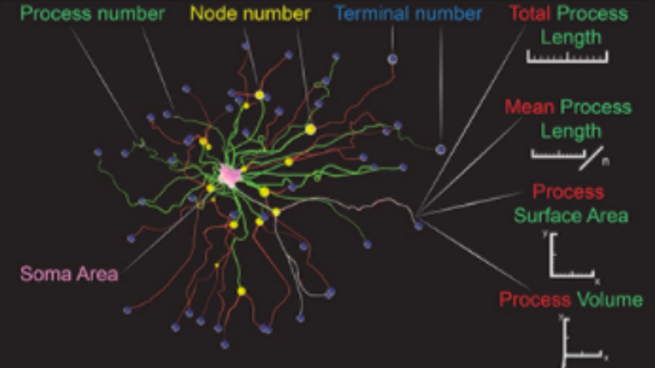 抑郁症也许与星形胶质细胞有关 抑郁症