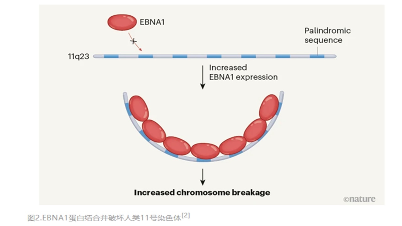 这种病毒不仅诱导染色体断裂，还引发多发性硬化症_多发性硬化症